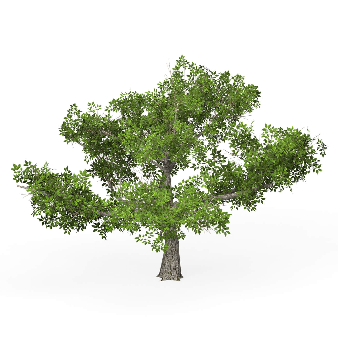 Game Ready Tree 01 - 3D Model by TreeWorld3d