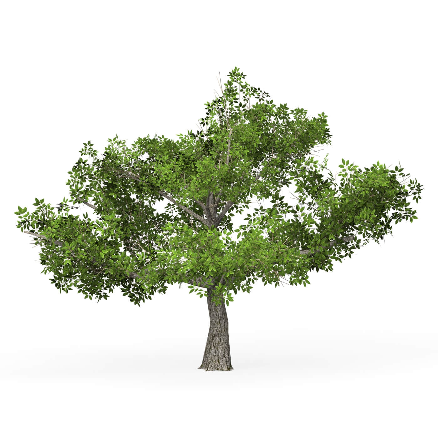 Game Ready Tree 01 - 3D Model by TreeWorld3d