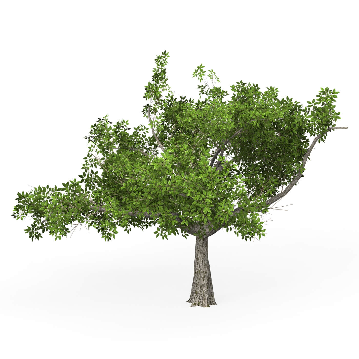 Game Ready Tree 01 - 3D Model by TreeWorld3d
