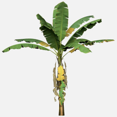 Game Ready Tree 01 - 3D Model by TreeWorld3d