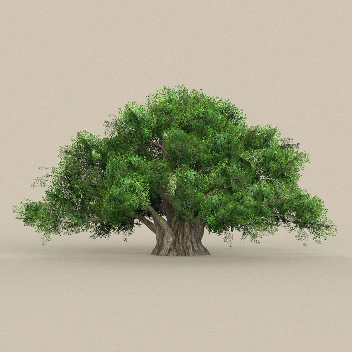 Tree 01 - 3D Model by TreeWorld3d