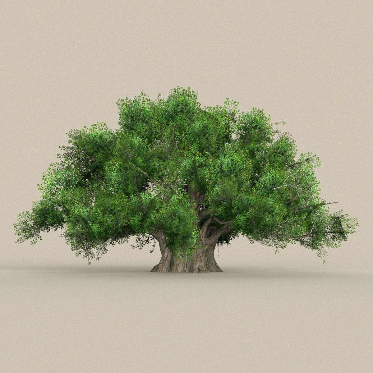 Tree 01 - 3D Model by TreeWorld3d