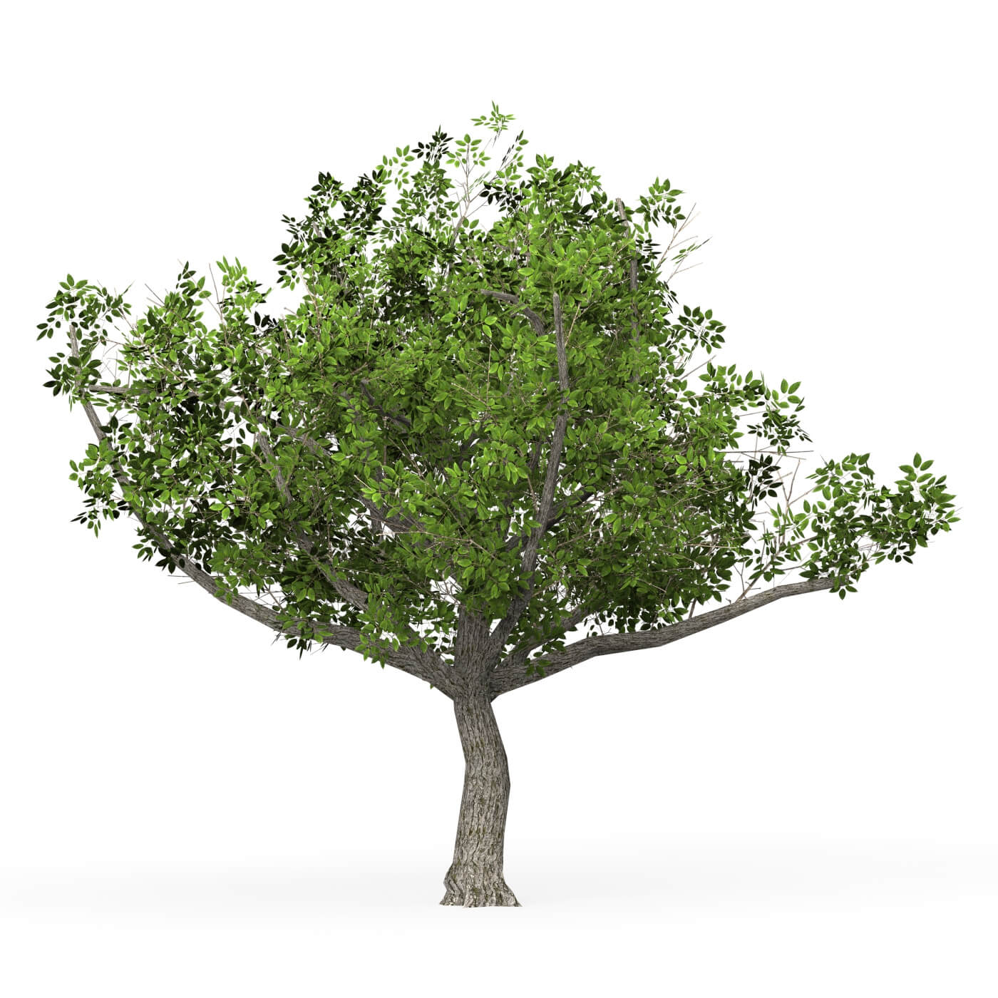 Game Ready Tree 02 - 3D Model by TreeWorld3d