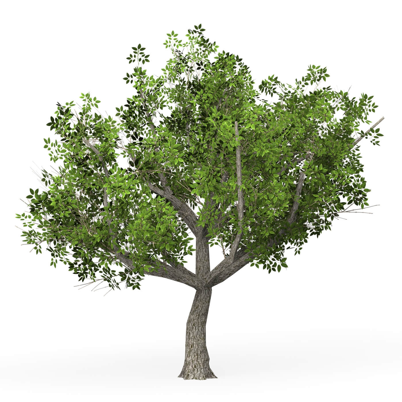 Game Ready Tree 02 - 3D Model by TreeWorld3d