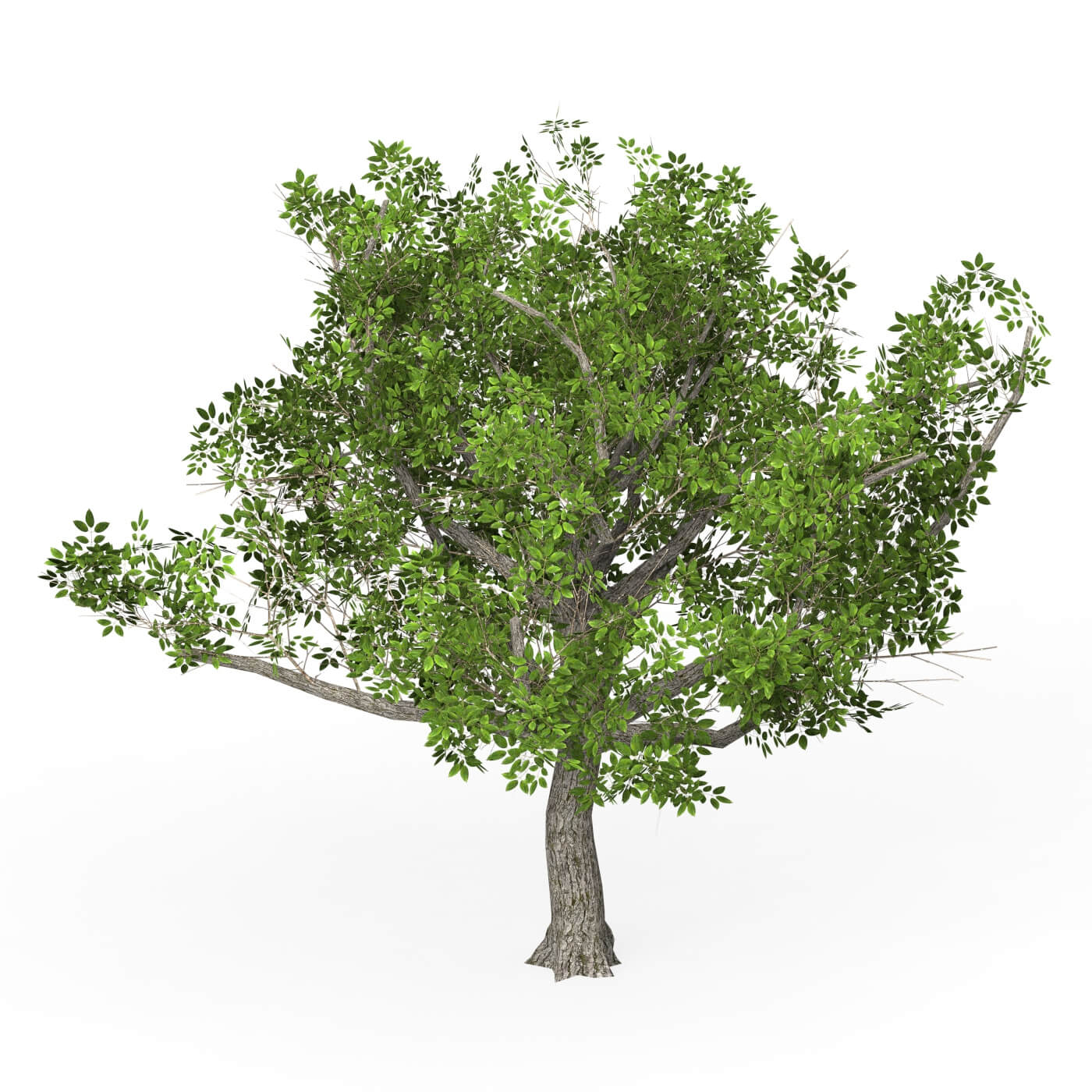 Game Ready Tree 02 - 3D Model by TreeWorld3d