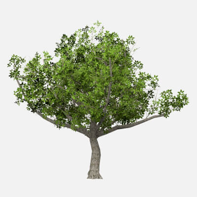 Game Ready Tree 02 - 3D Model by TreeWorld3d
