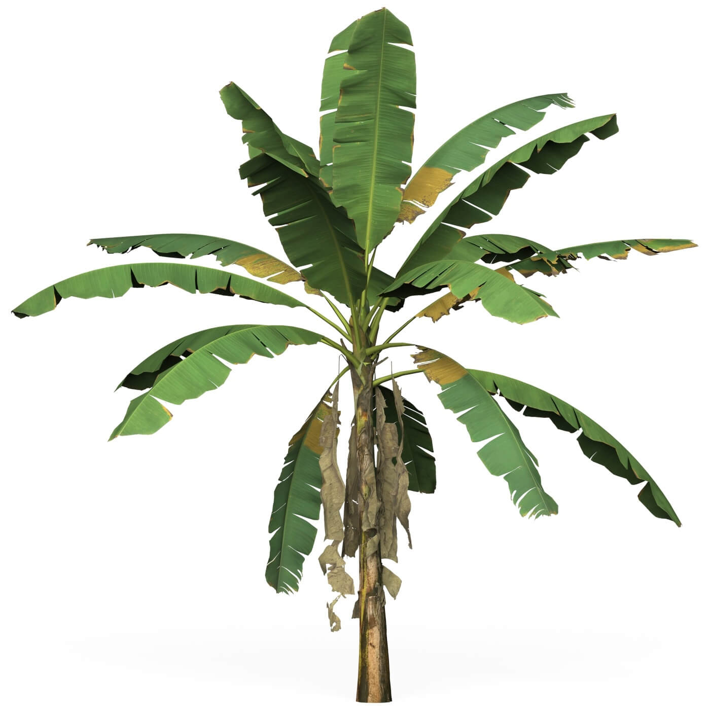 Game Ready Tree 02 - 3D Model by TreeWorld3d