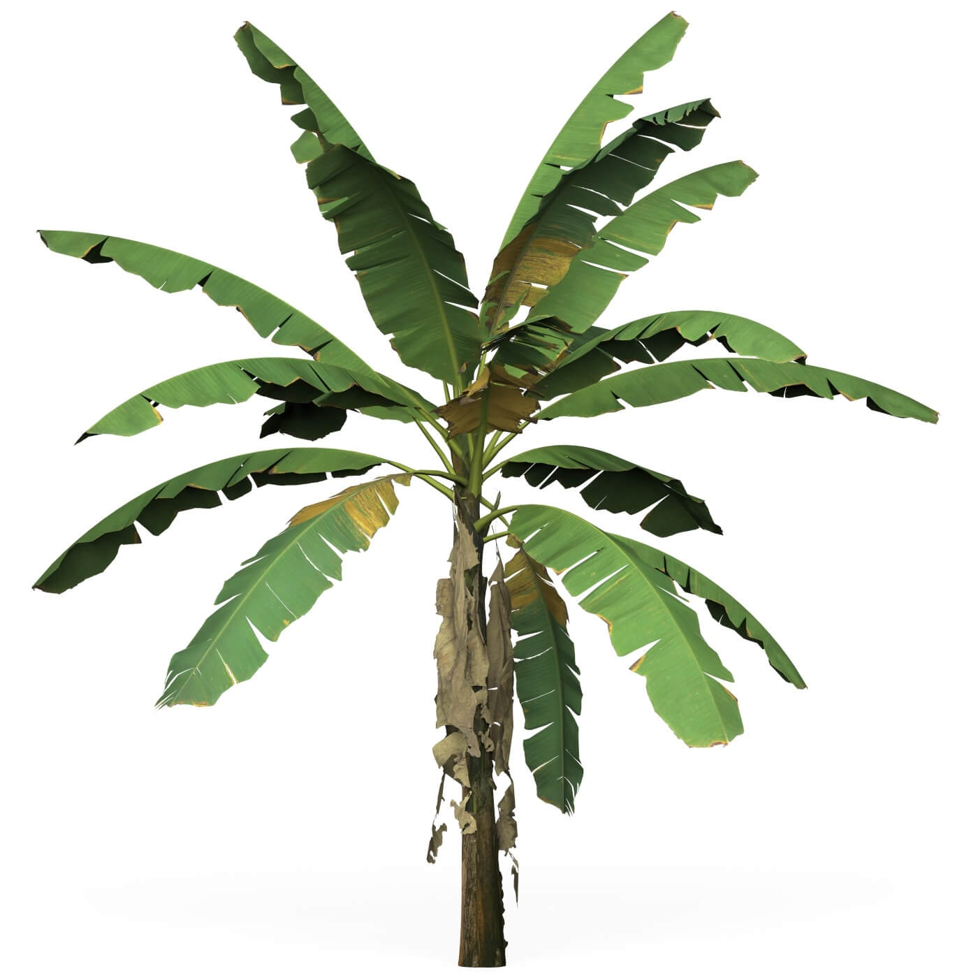 Game Ready Tree 02 - 3D Model by TreeWorld3d