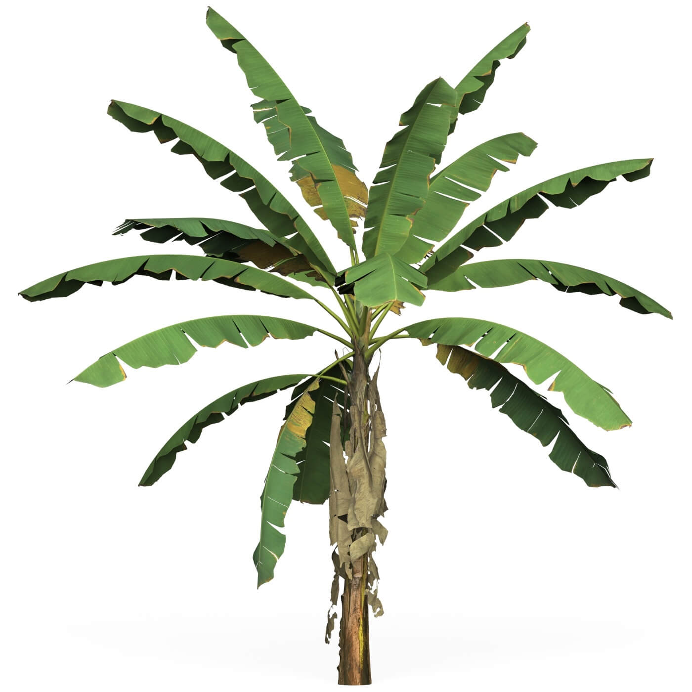 Game Ready Tree 02 - 3D Model by TreeWorld3d