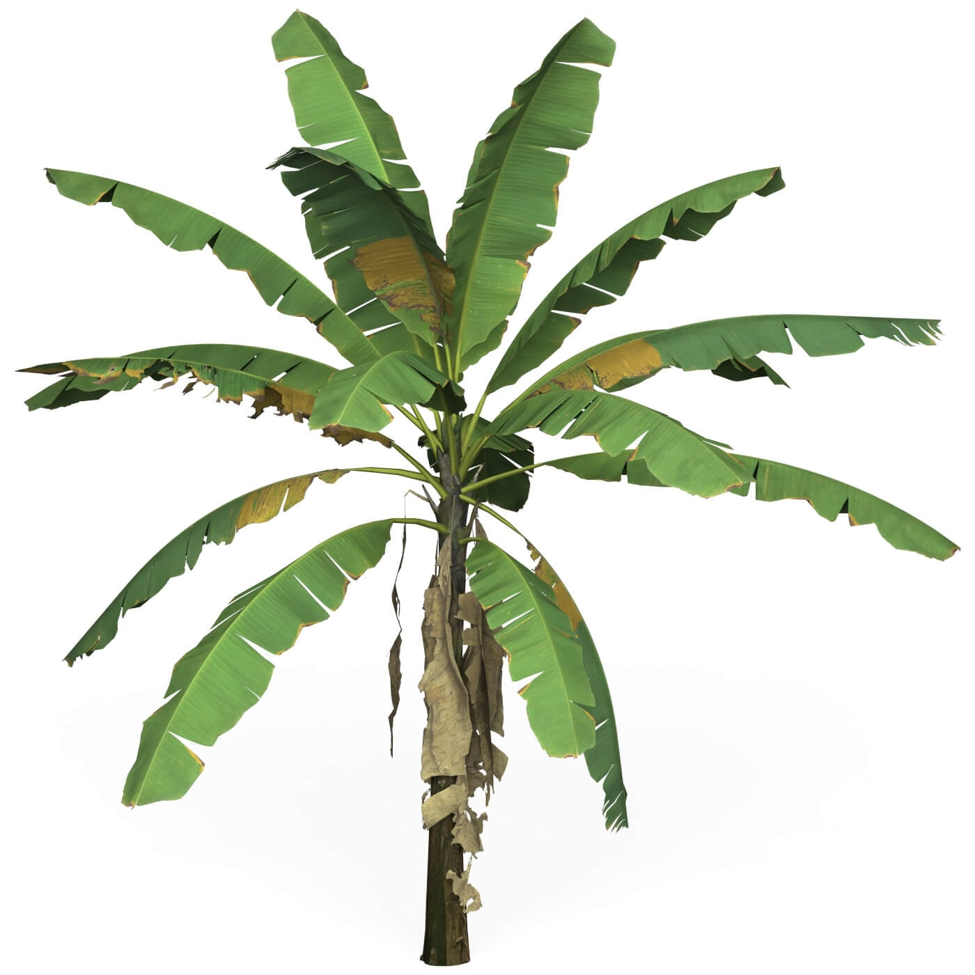 Game Ready Tree 02 - 3D Model by TreeWorld3d