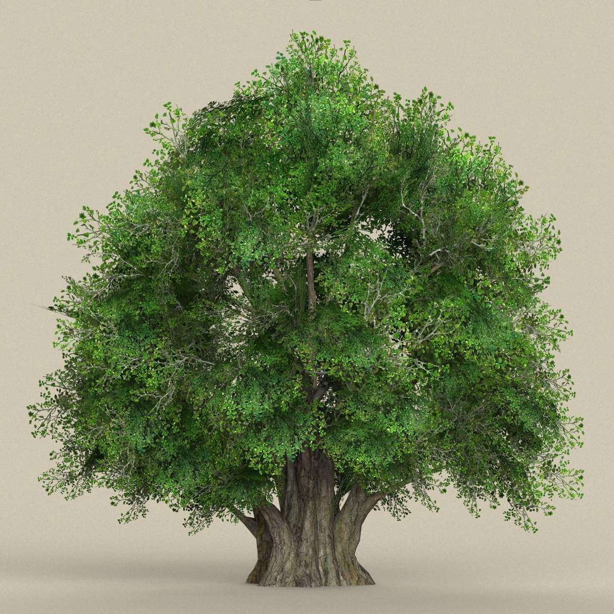Tree 02 - 3D Model by TreeWorld3d