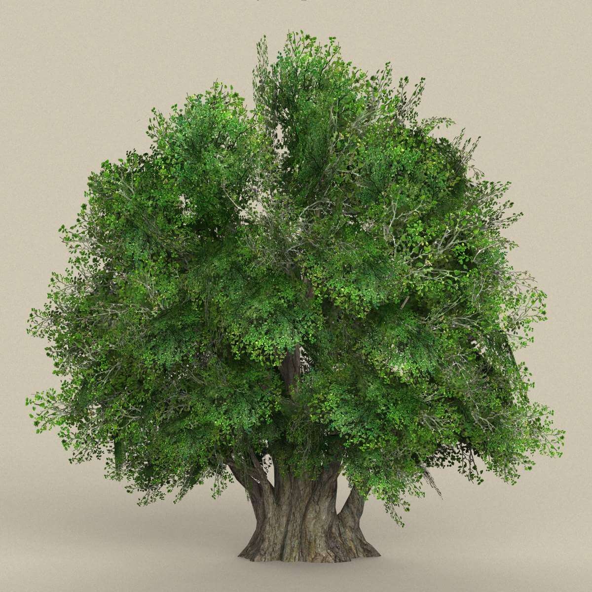Tree 02 - 3D Model by TreeWorld3d