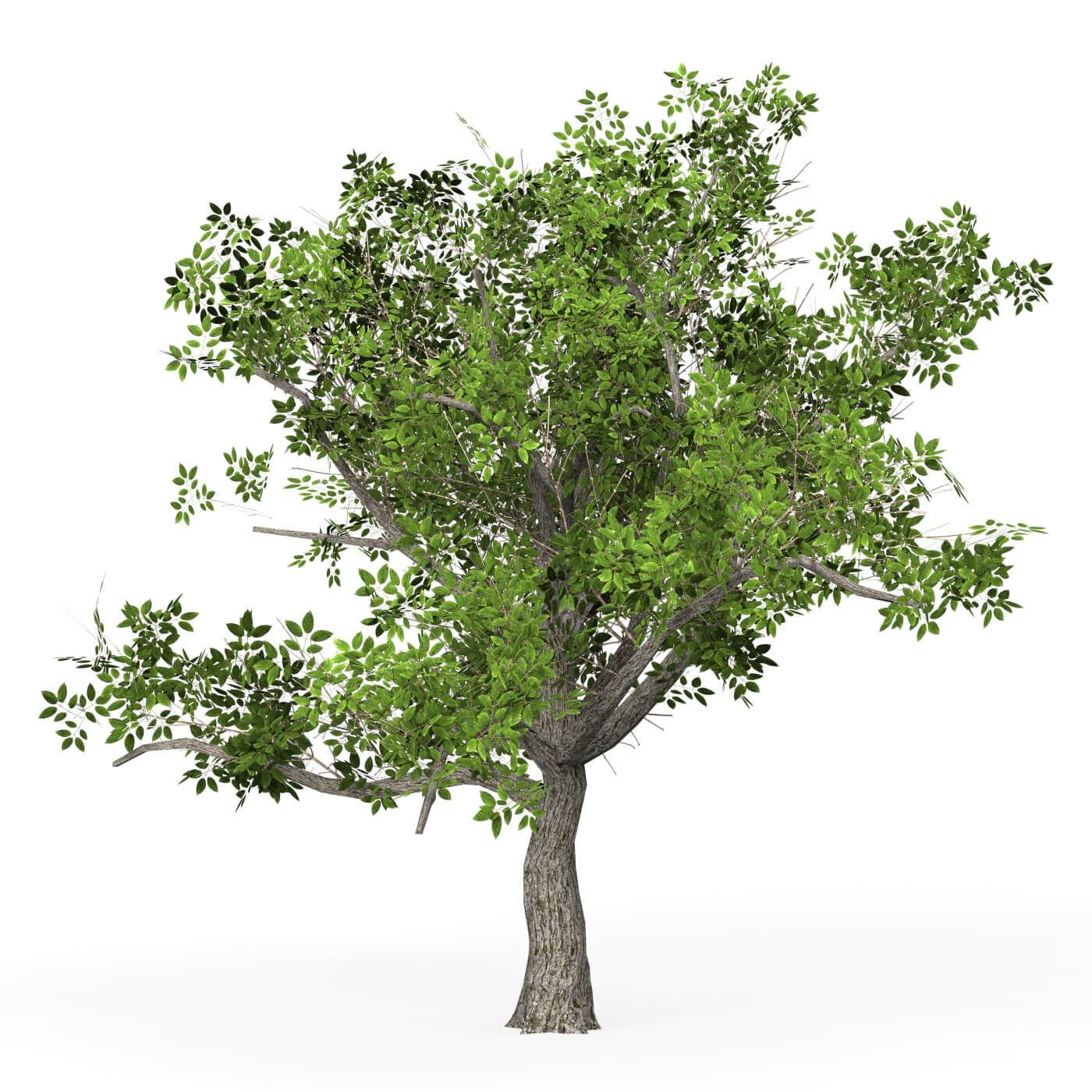 Game Ready Tree 03 - 3D Model by TreeWorld3d