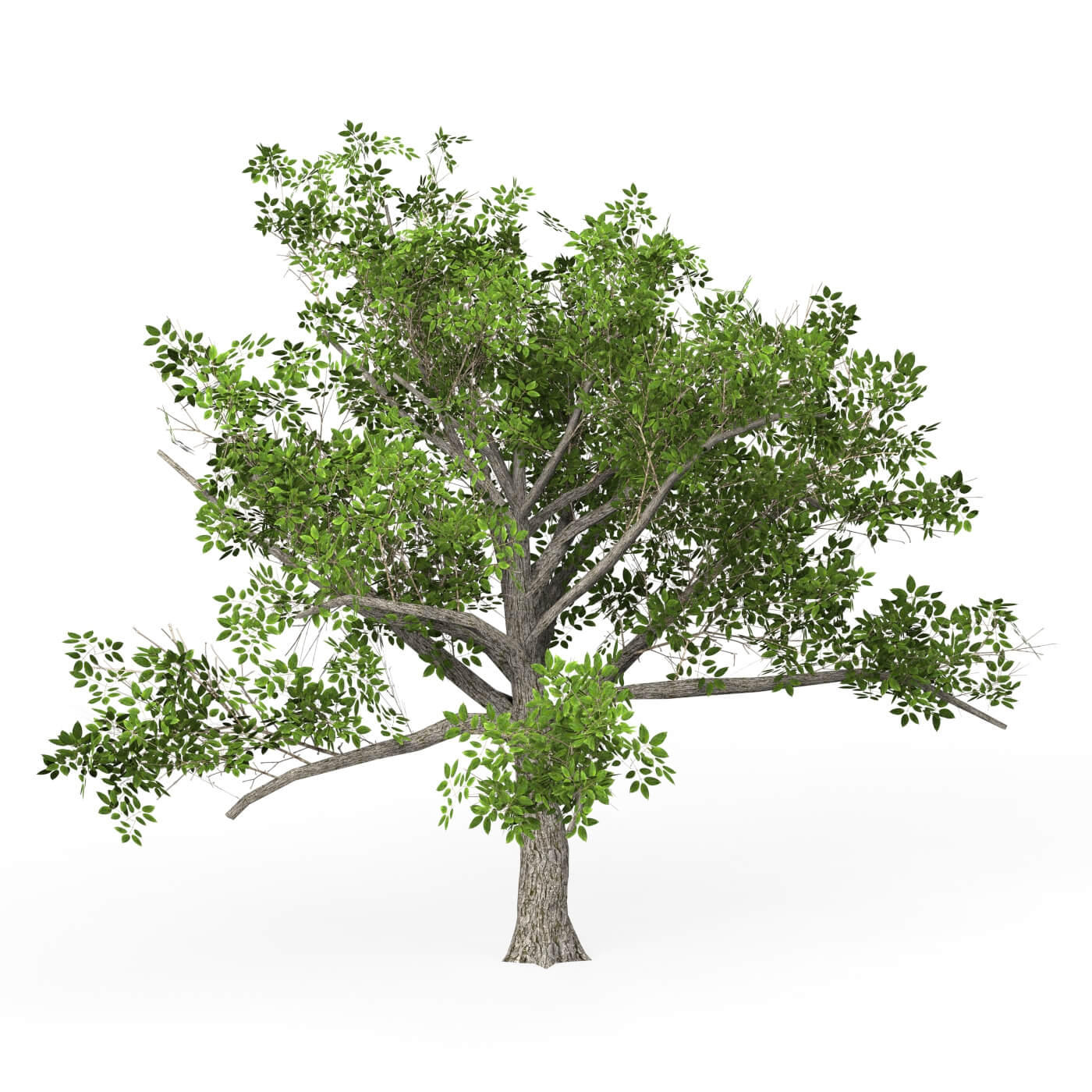 Game Ready Tree 03 - 3D Model by TreeWorld3d