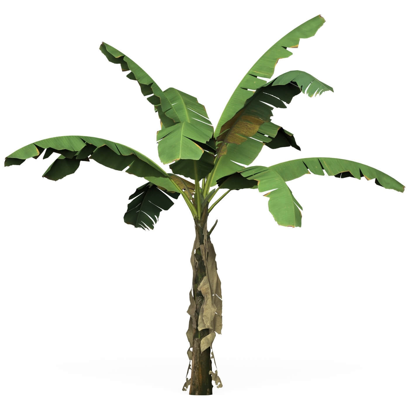 Game Ready Tree 03 - 3D Model by TreeWorld3d