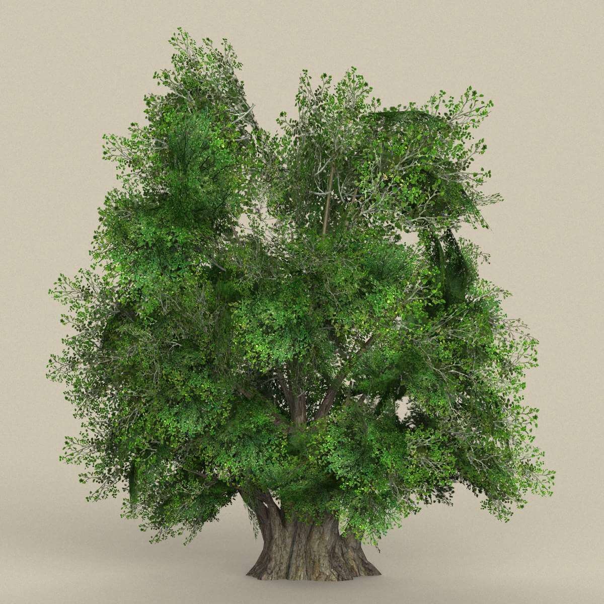 Tree 03 - 3D Model by TreeWorld3d