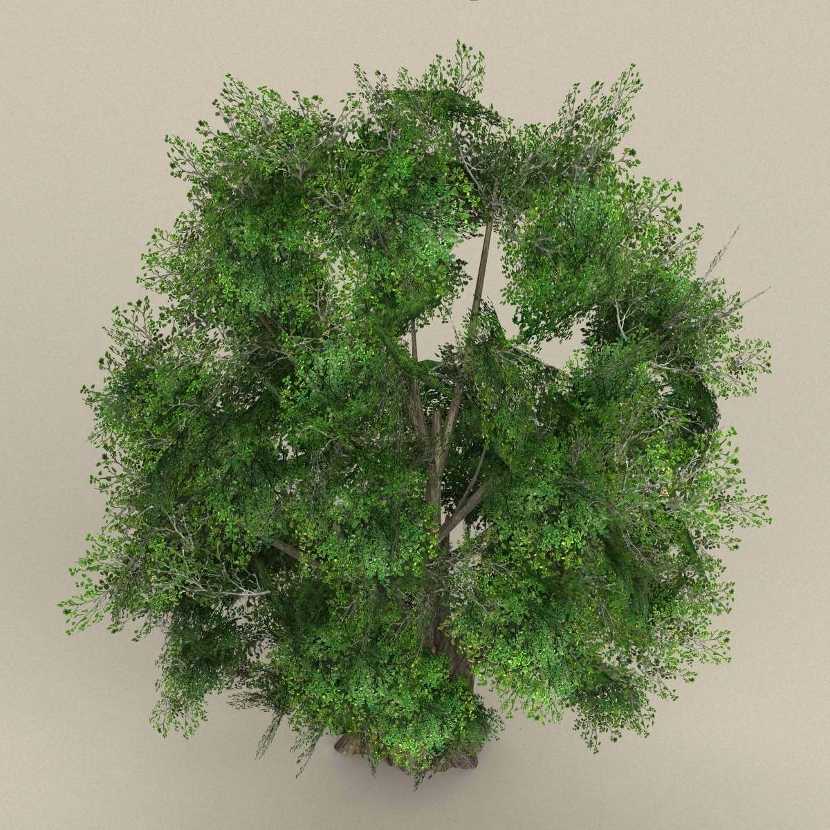Tree 03 - 3D Model by TreeWorld3d