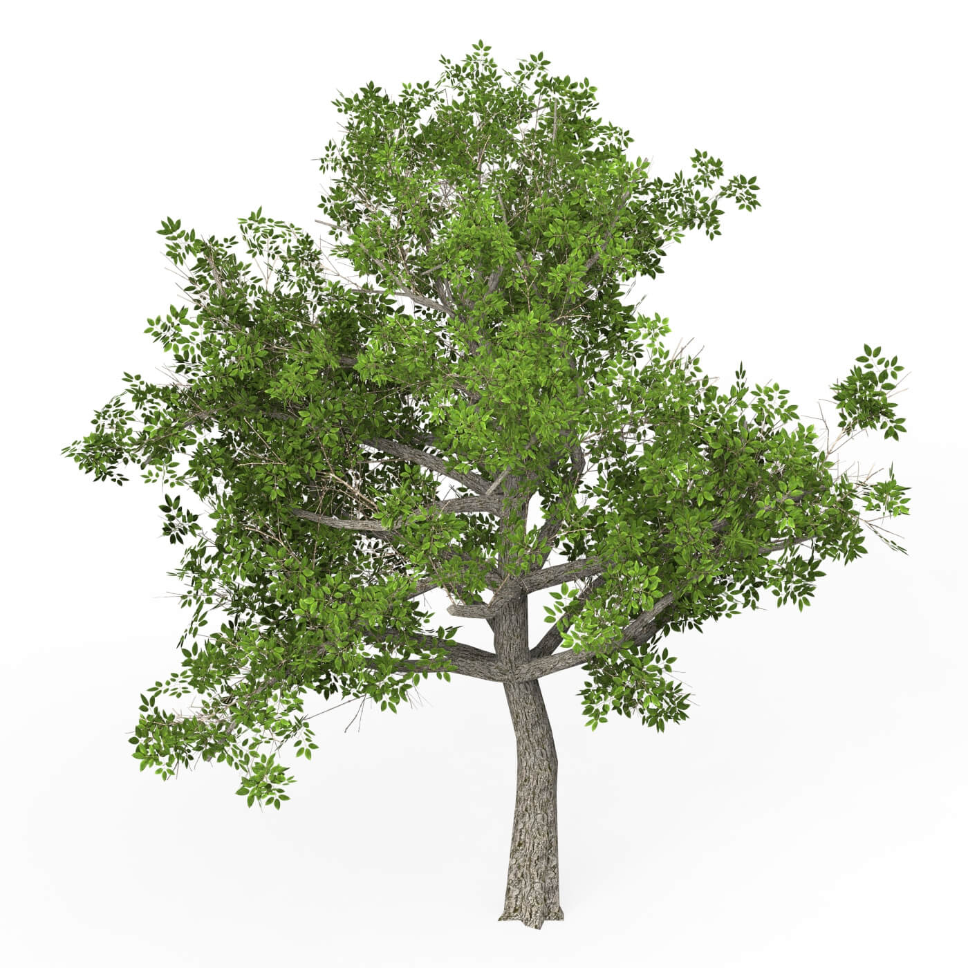 Game Ready Tree 04 - 3D Model by TreeWorld3d