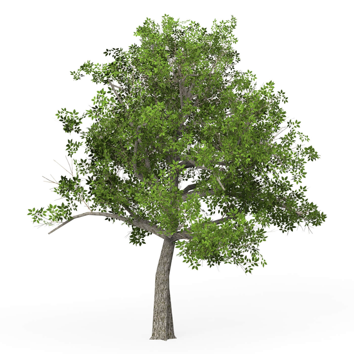 Game Ready Tree 04 - 3D Model by TreeWorld3d