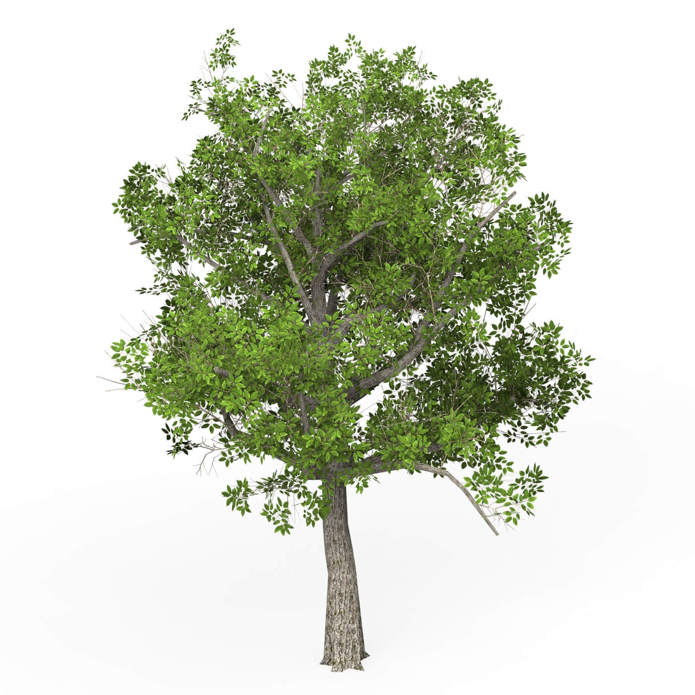 Game Ready Tree 04 - 3D Model by TreeWorld3d