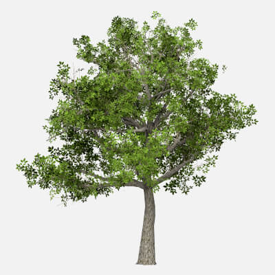 Game Ready Tree 04 - 3D Model by TreeWorld3d