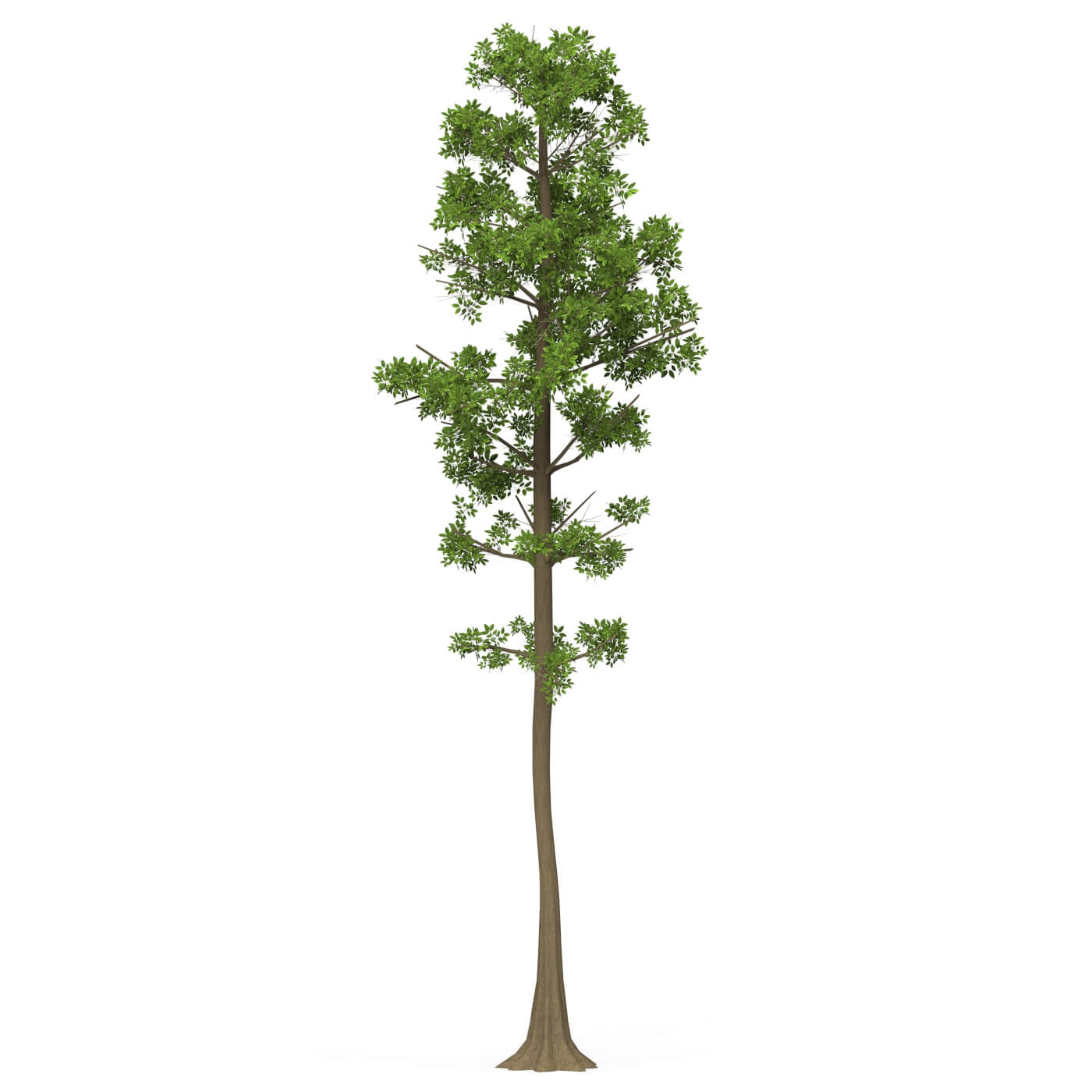 Game Ready Tree 05 - 3D Model by TreeWorld3d