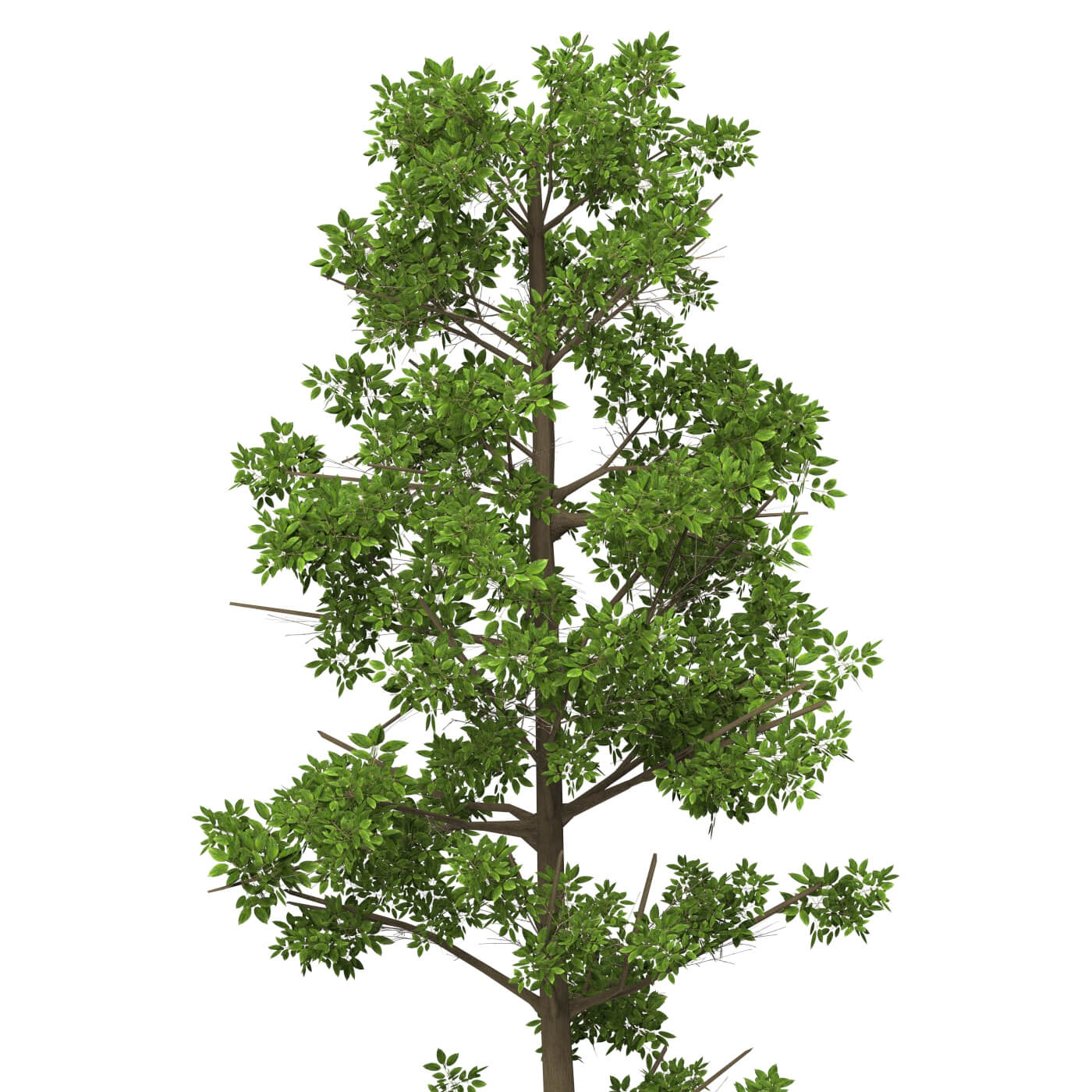 Game Ready Tree 05 - 3D Model by TreeWorld3d