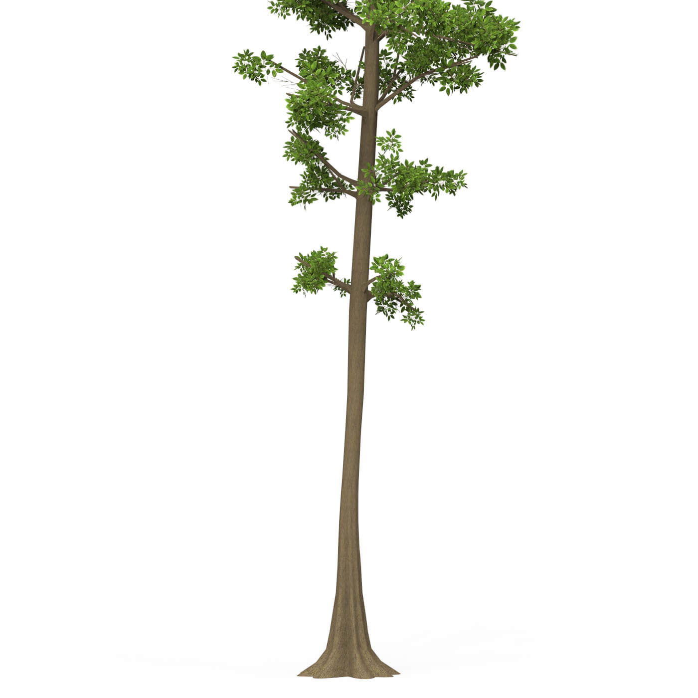 Game Ready Tree 05 - 3D Model by TreeWorld3d