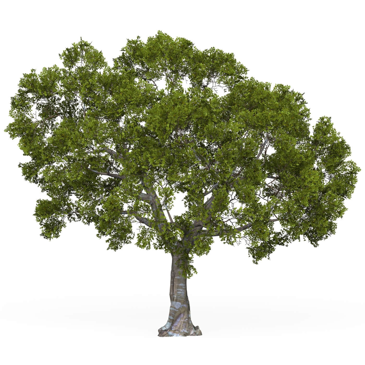 Game Ready Tree 05 - 3D Model by TreeWorld3d