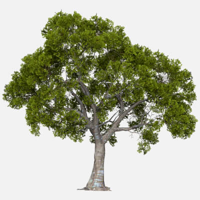 Game Ready Tree 05 - 3D Model by TreeWorld3d