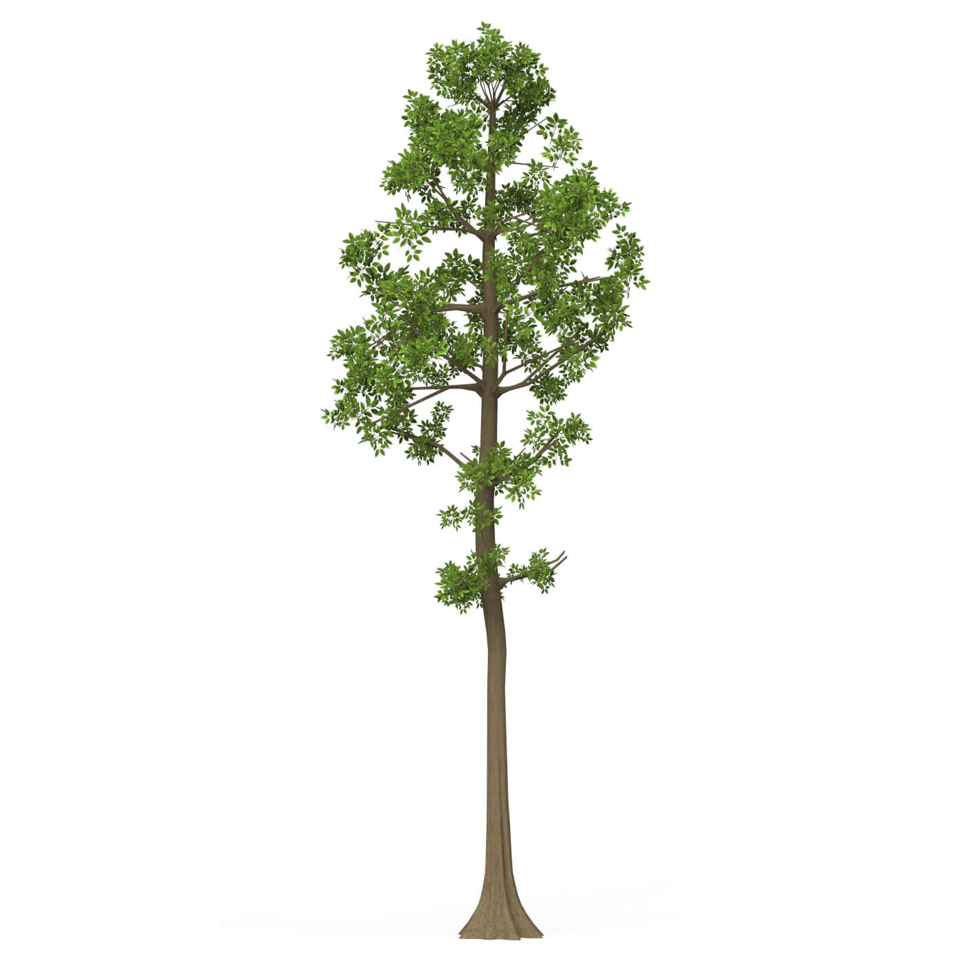 Game Ready Tree 06 - 3D Model by TreeWorld3d
