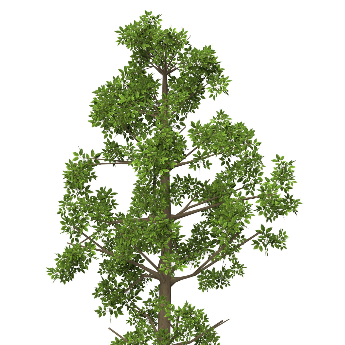 Game Ready Tree 06 - 3D Model by TreeWorld3d