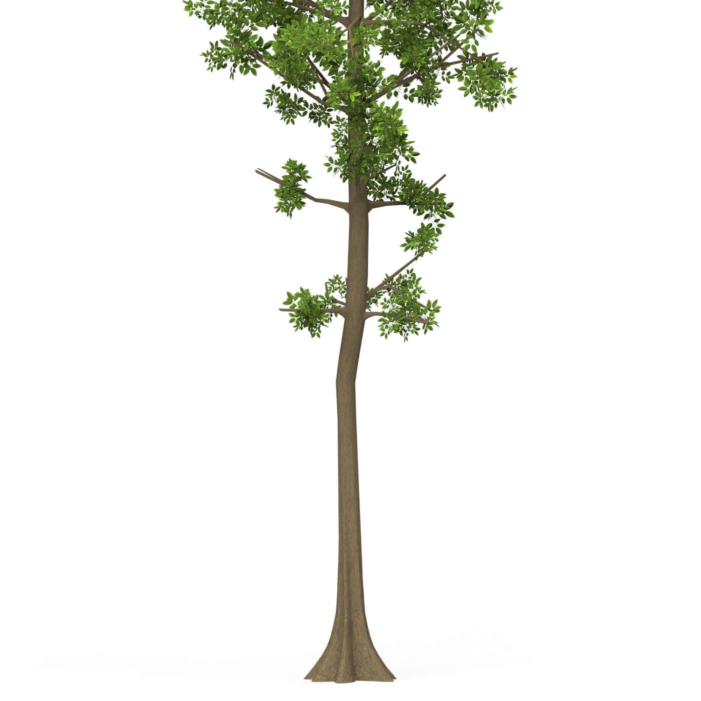 Game Ready Tree 06 - 3D Model by TreeWorld3d