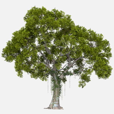Game Ready Tree 06 - 3D Model by TreeWorld3d
