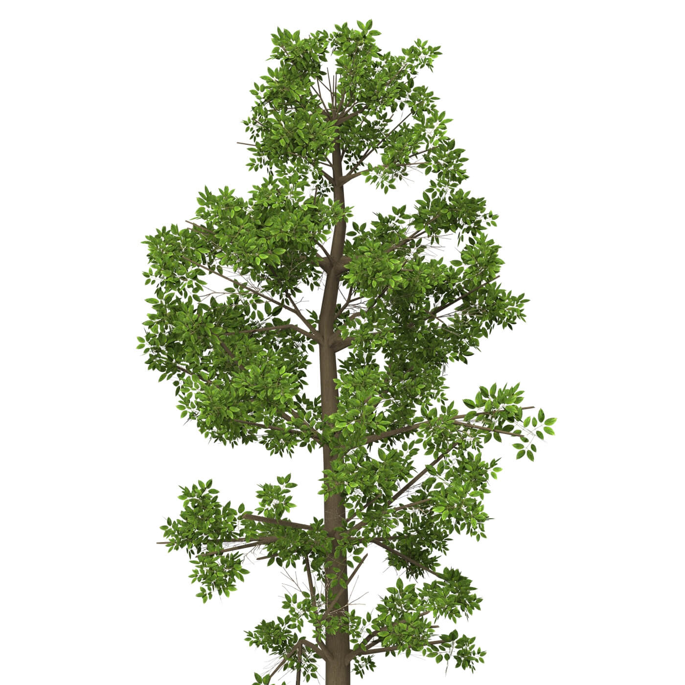 Game Ready Tree 07 - 3D Model by TreeWorld3d