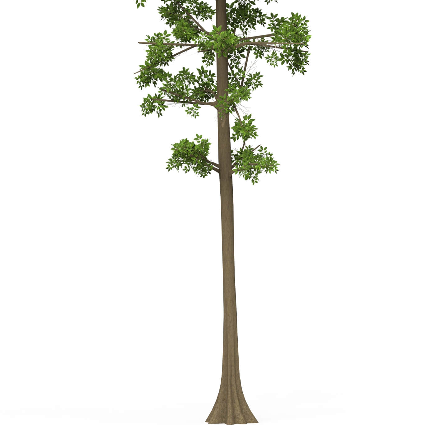 Game Ready Tree 07 - 3D Model by TreeWorld3d