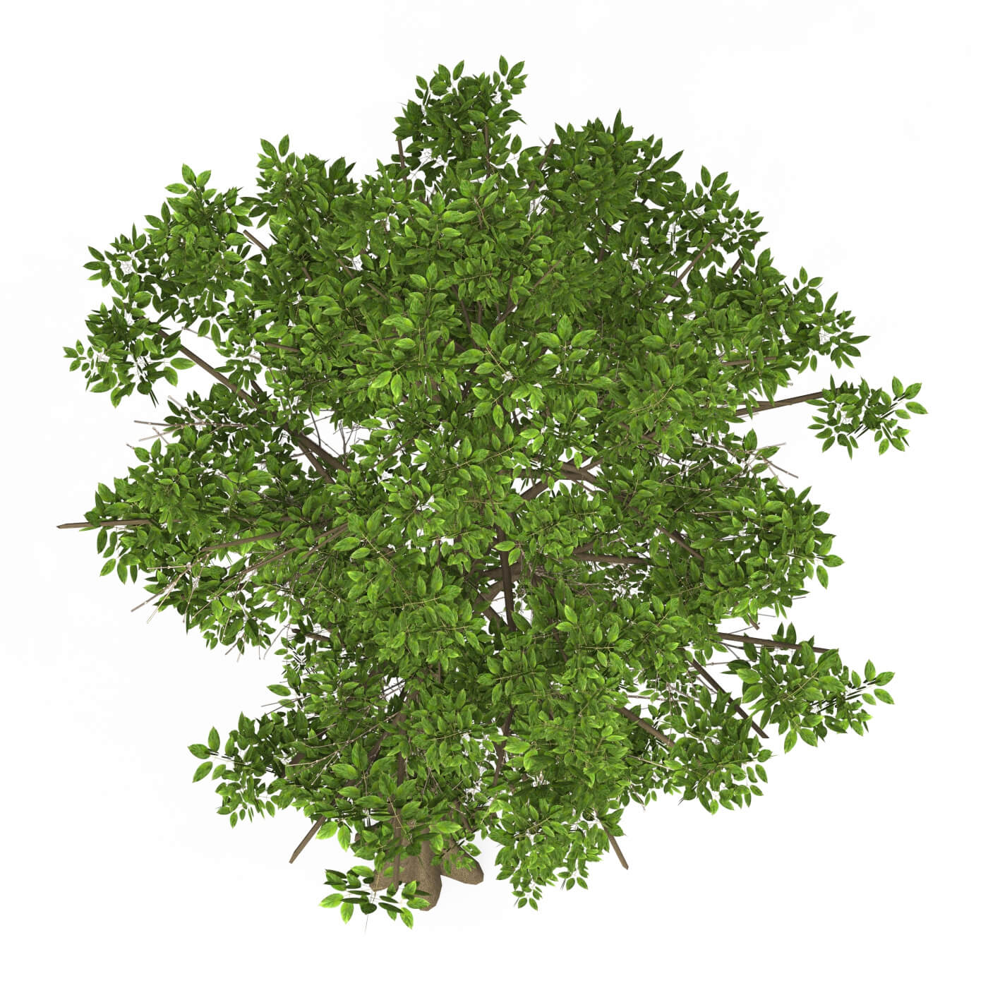 Game Ready Tree 07 - 3D Model by TreeWorld3d