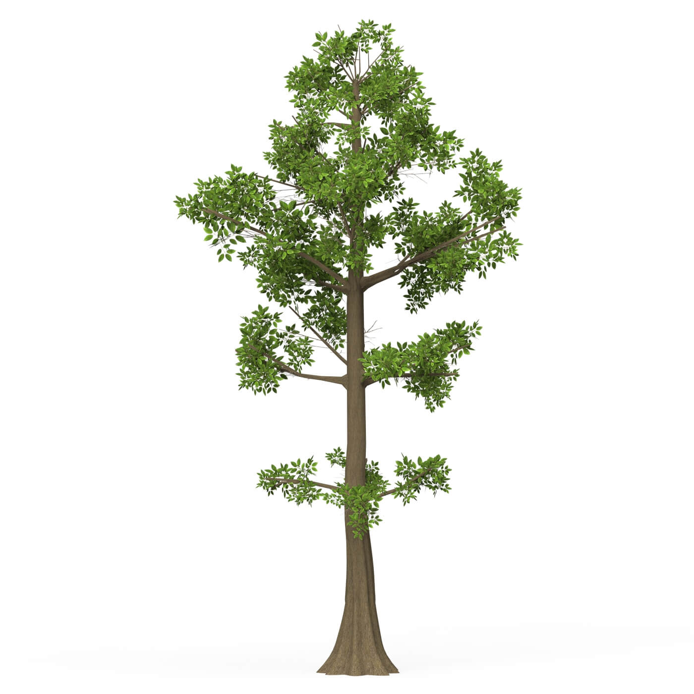 Game Ready Tree 08 - 3D Model by TreeWorld3d