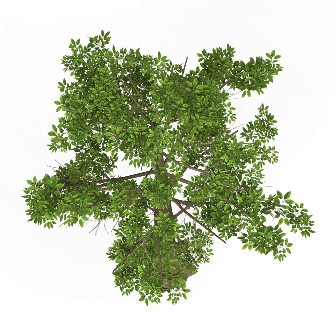 Game Ready Tree 08 - 3D Model by TreeWorld3d