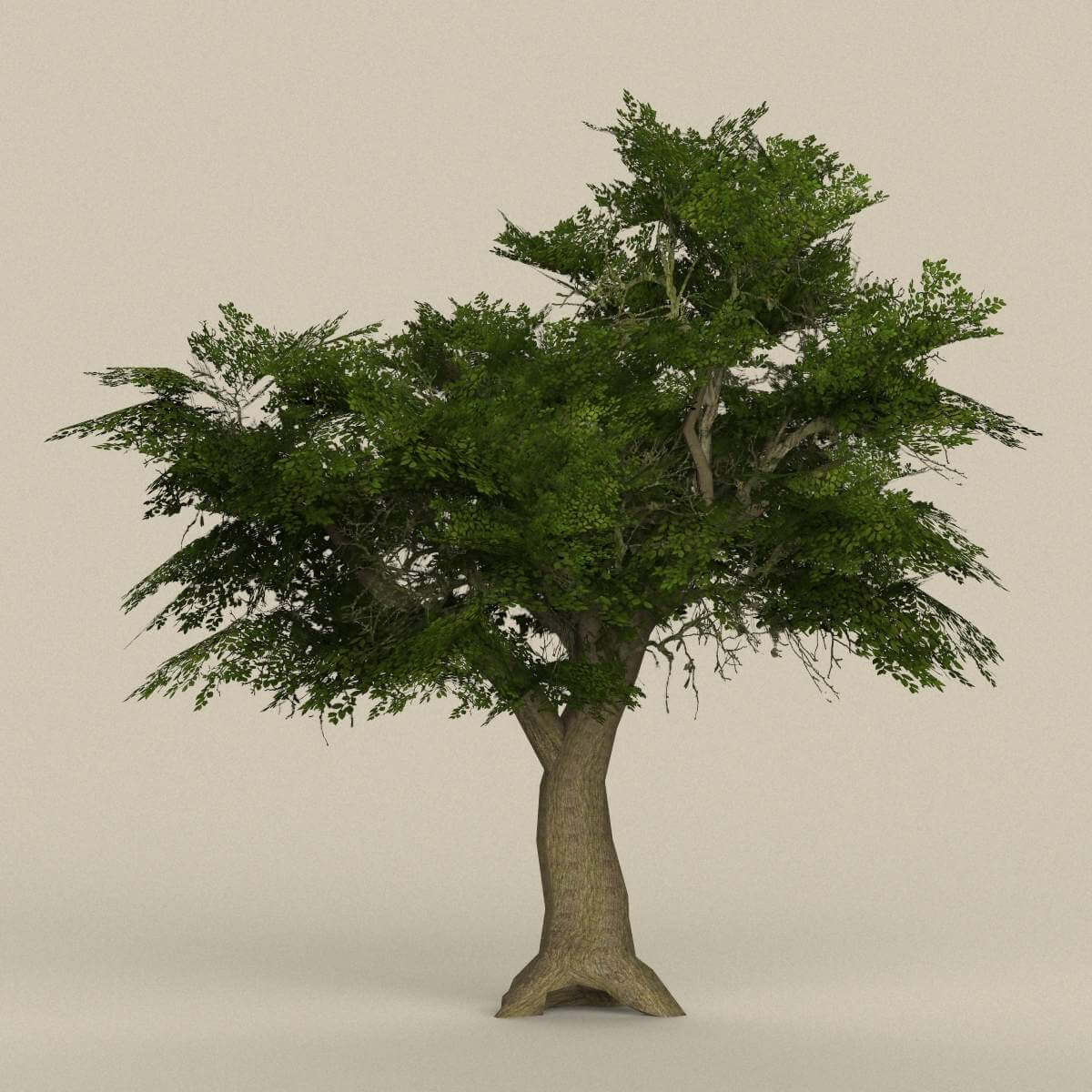 Tree 08 - 3D Model by TreeWorld3d