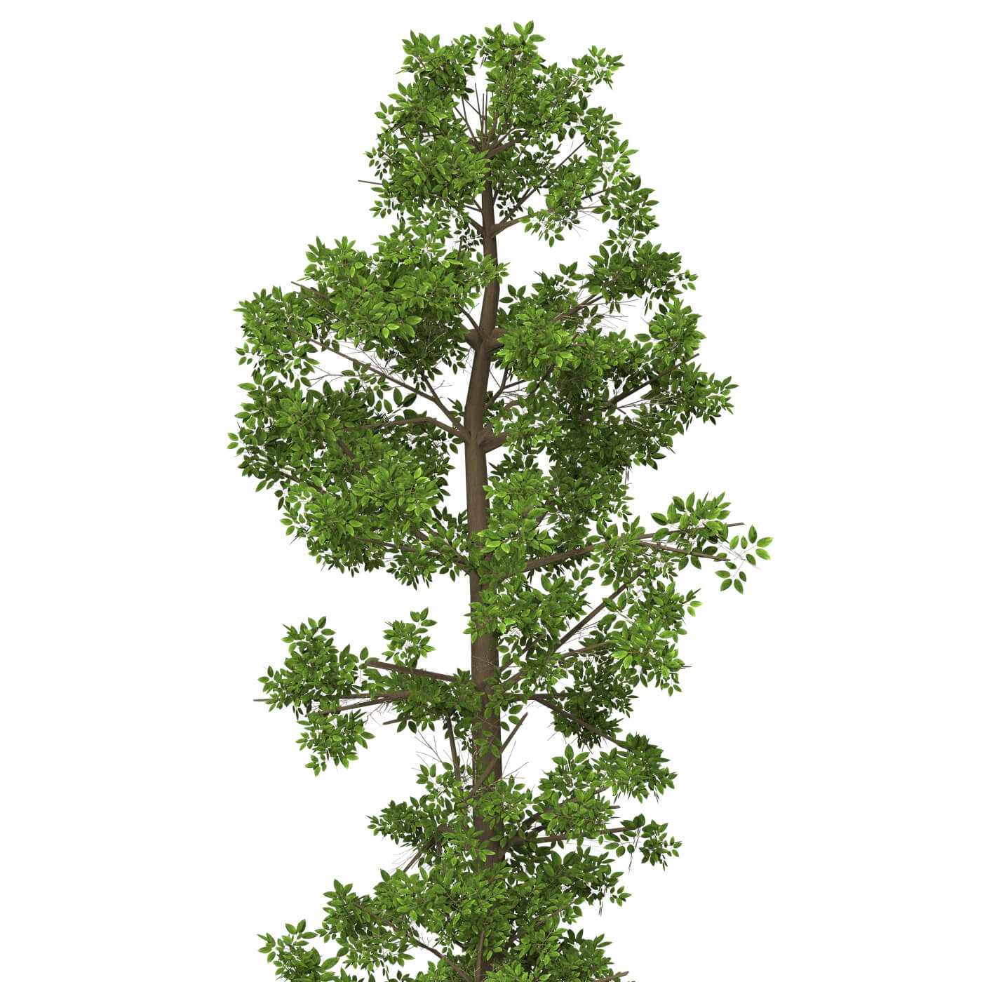Game Ready Tree 09 - 3D Model by TreeWorld3d