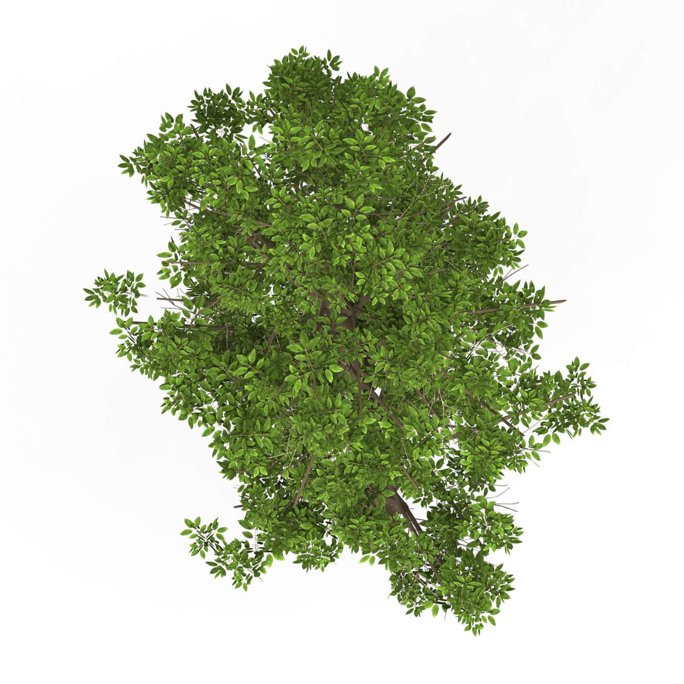 Game Ready Tree 09 - 3D Model by TreeWorld3d
