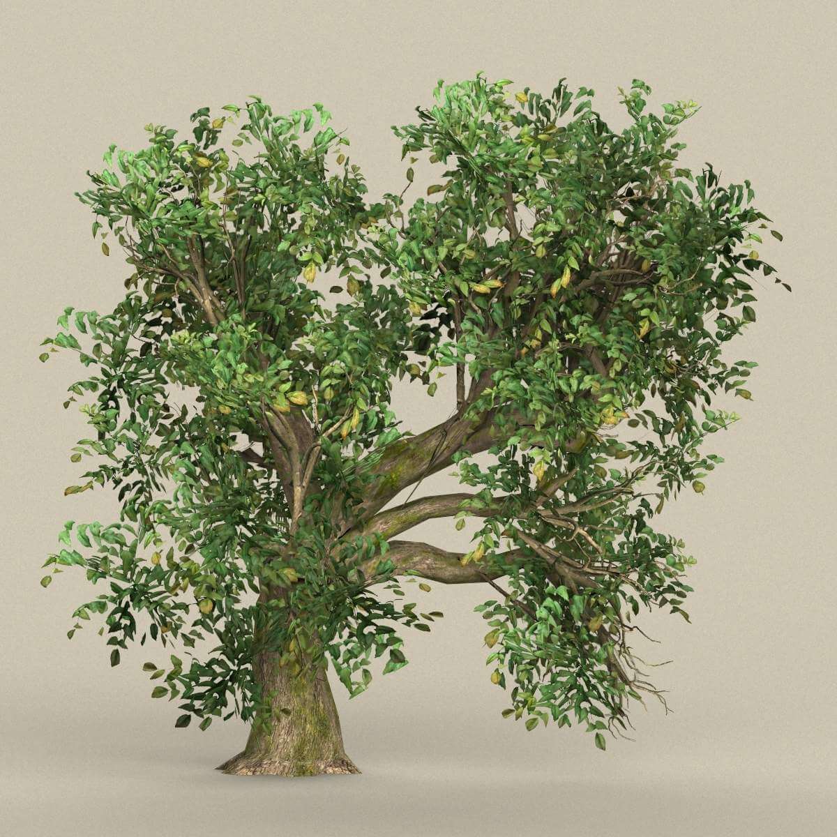 Tree 09 - 3D Model by TreeWorld3d