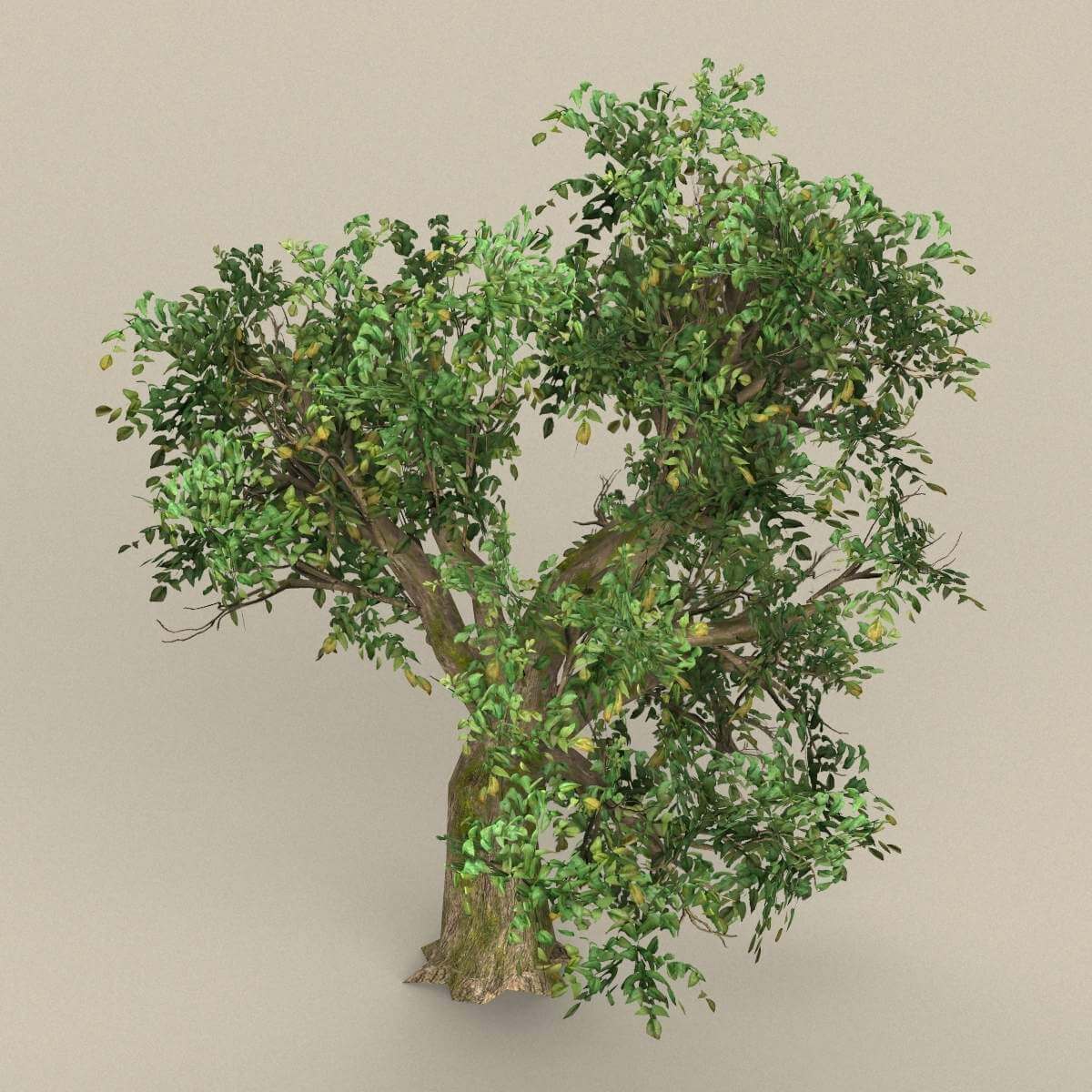 Tree 09 - 3D Model by TreeWorld3d
