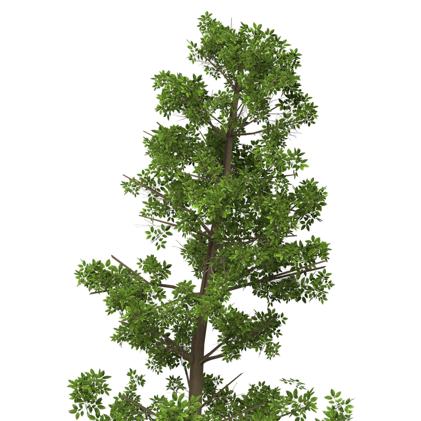 Game Ready Tree 10 - 3D Model by TreeWorld3d