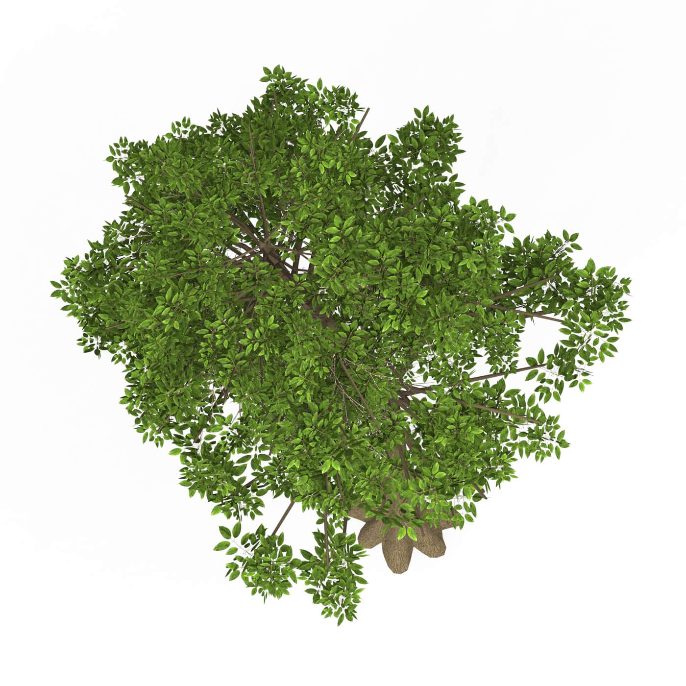 Game Ready Tree 10 - 3D Model by TreeWorld3d