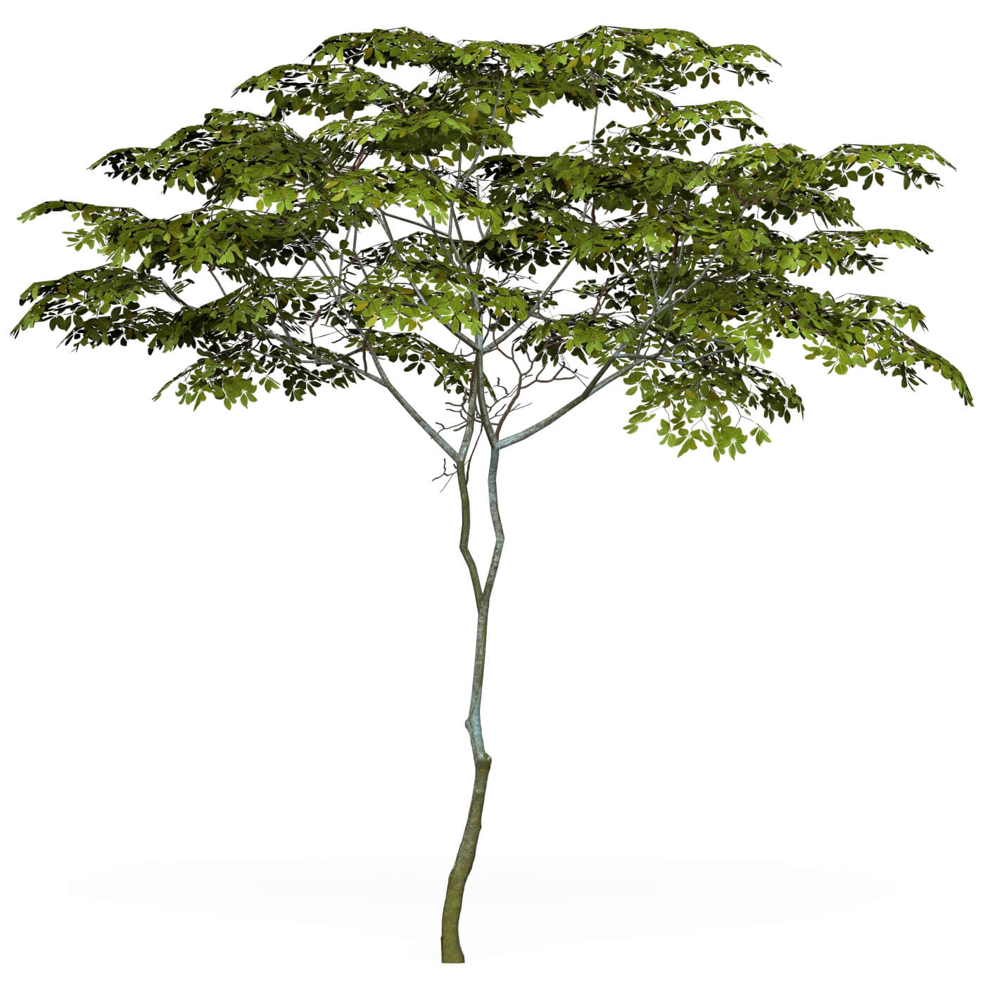 Game Ready Tree 13 - 3D Model by TreeWorld3d