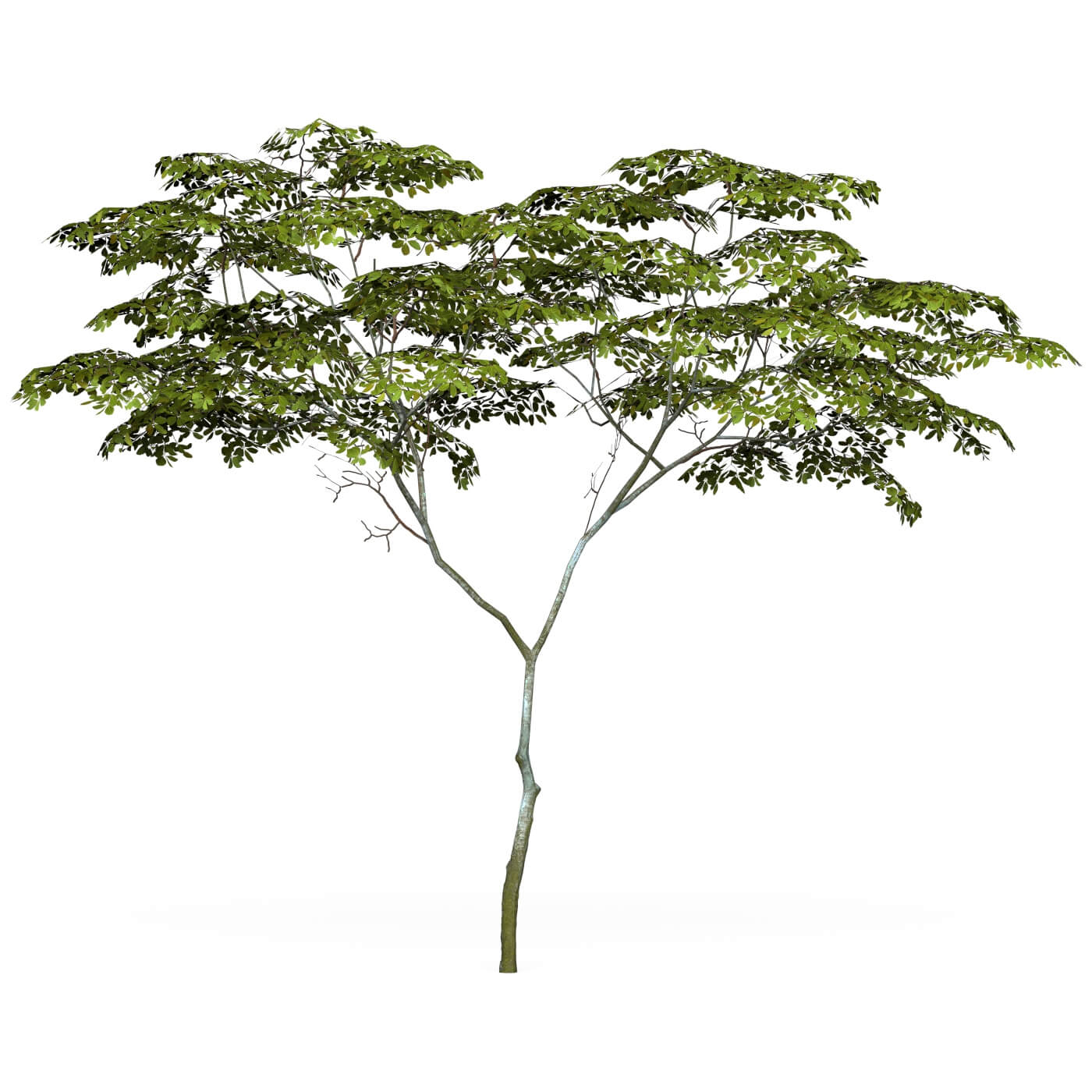 Game Ready Tree 13 - 3D Model by TreeWorld3d