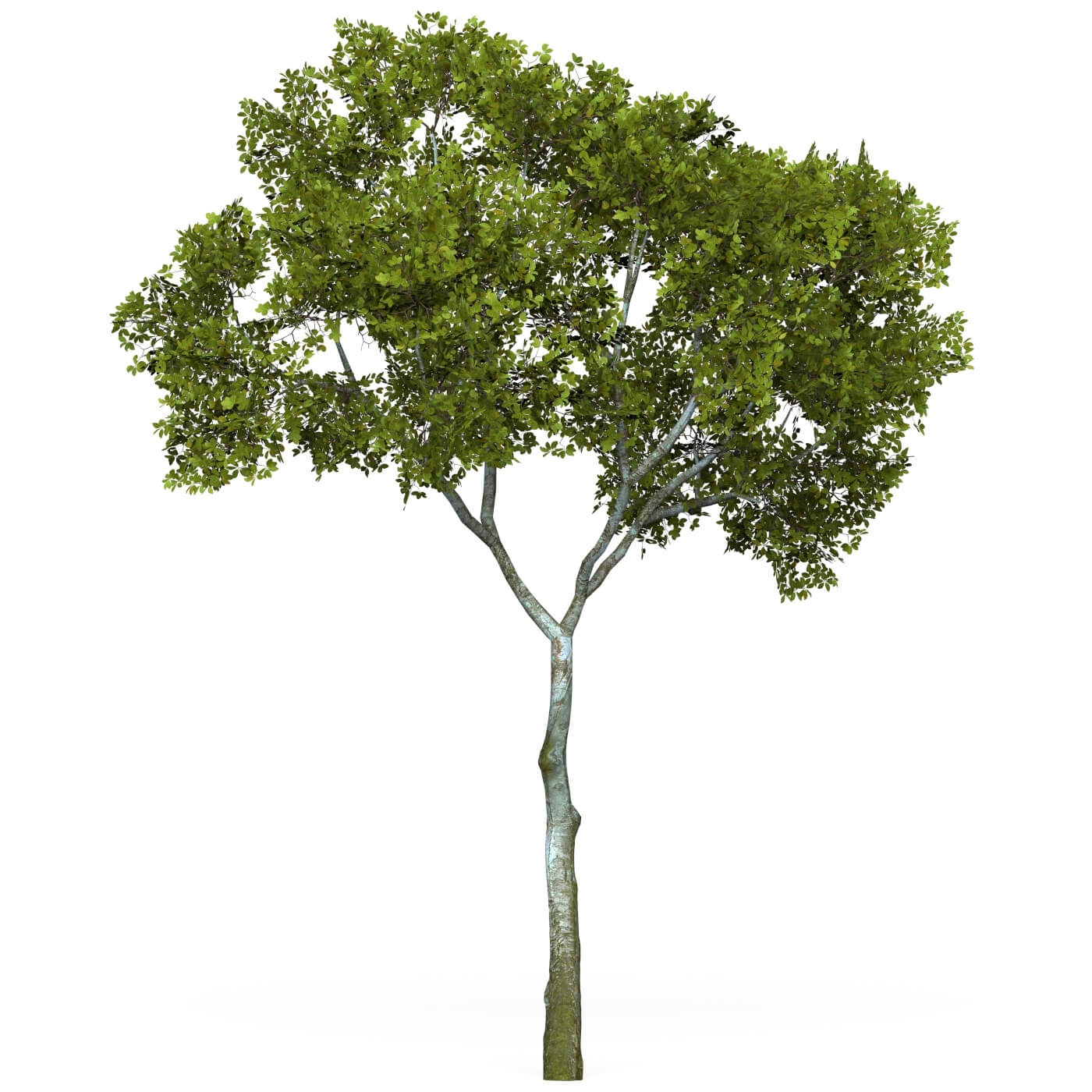 Game Ready Tree 14 - 3D Model by TreeWorld3d
