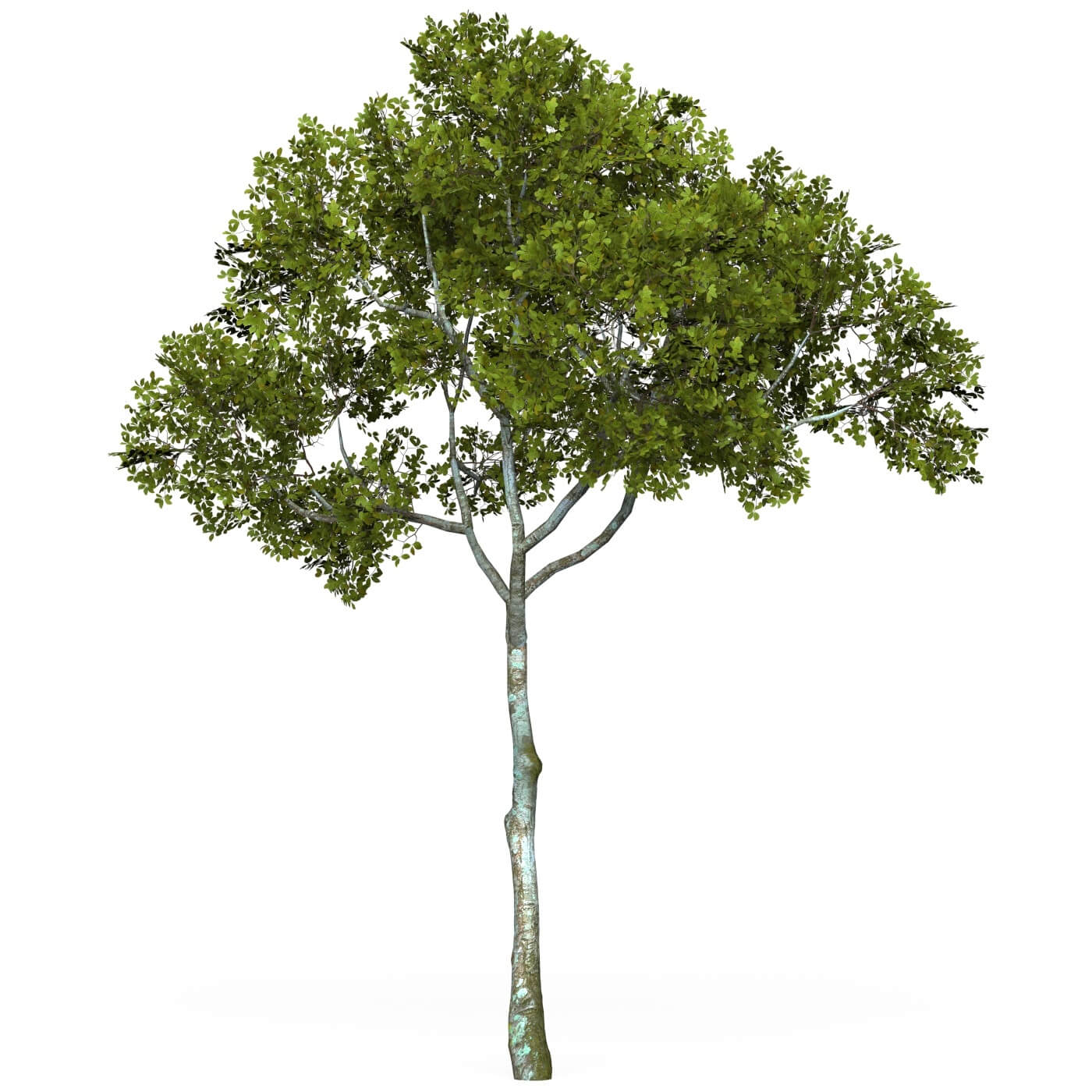 Game Ready Tree 14 - 3D Model by TreeWorld3d